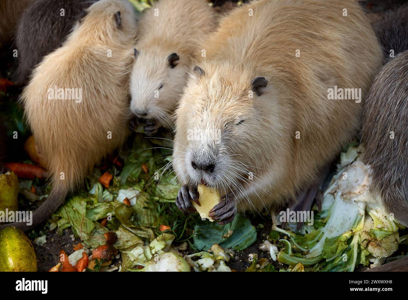 group of muskrats eating fresh fruits and sald Stock Photo - Alamy
