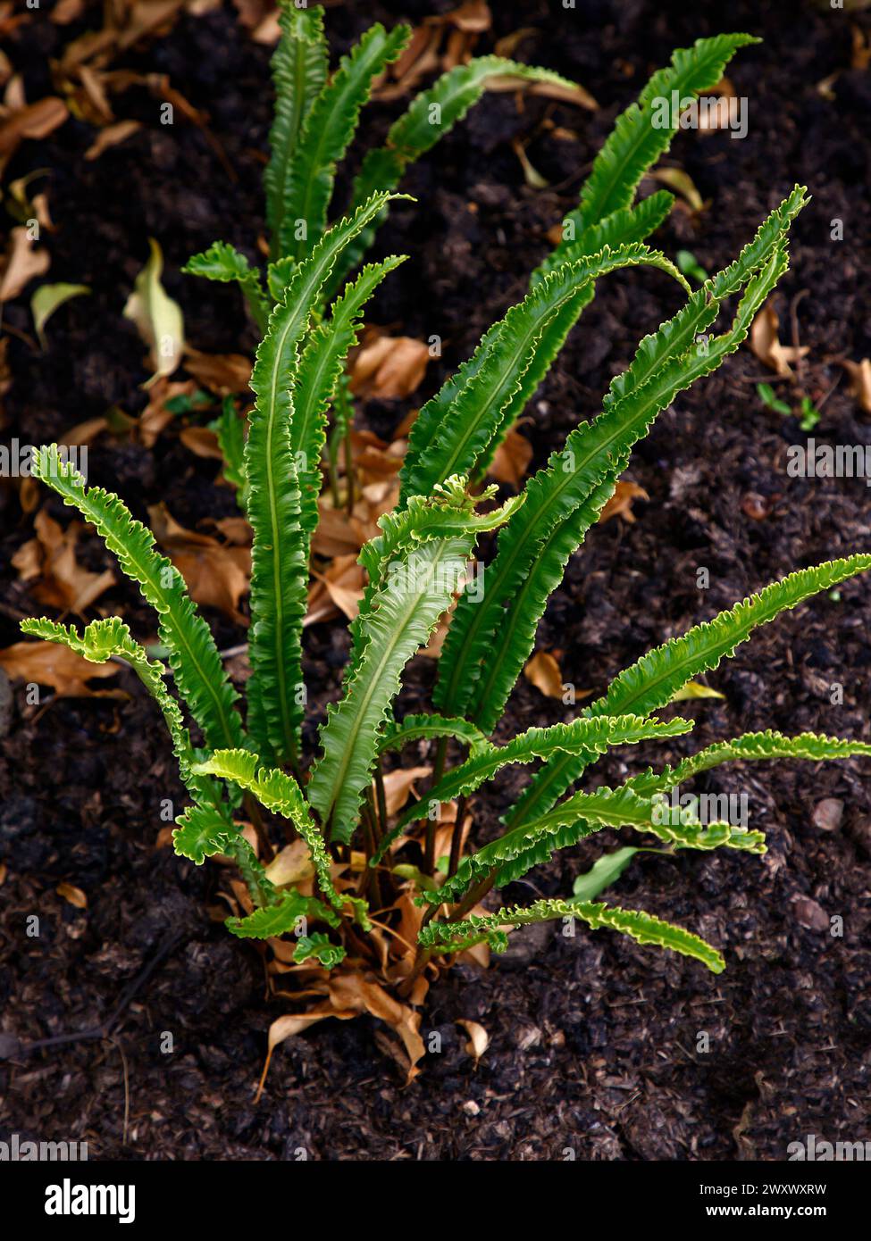 Closeup of the evergreen garden fern asplenium scolopendrium angustatum ...