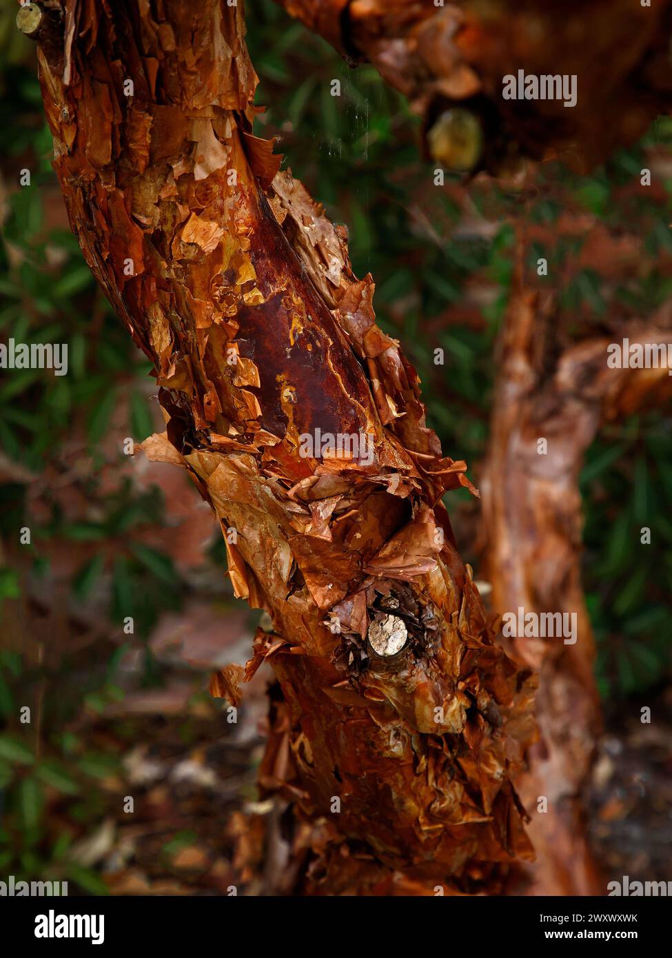 Light cinnamon hue hi-res stock photography and images - Alamy