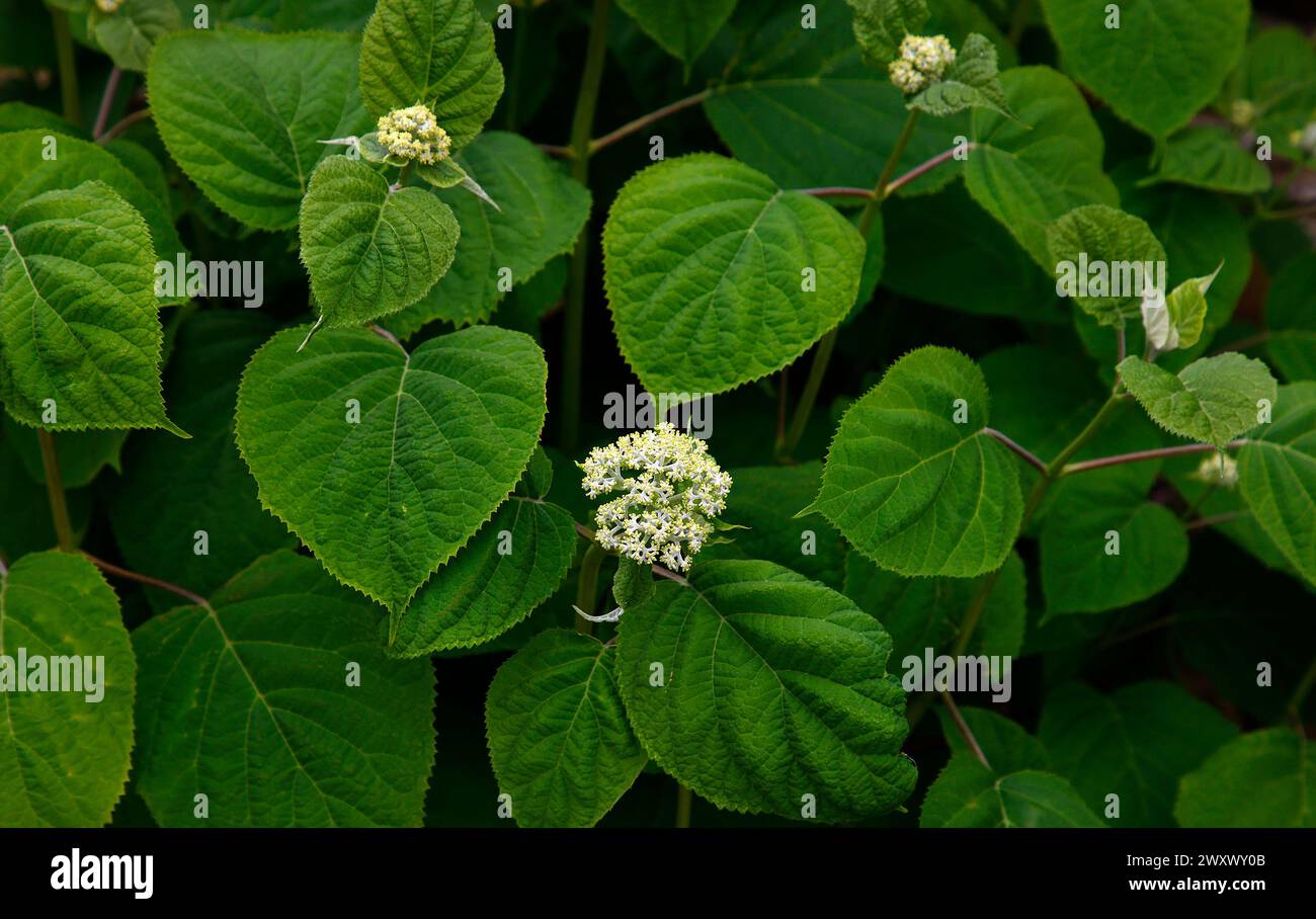 Closeup of the young new white flowers of the perennial garden shrub ...