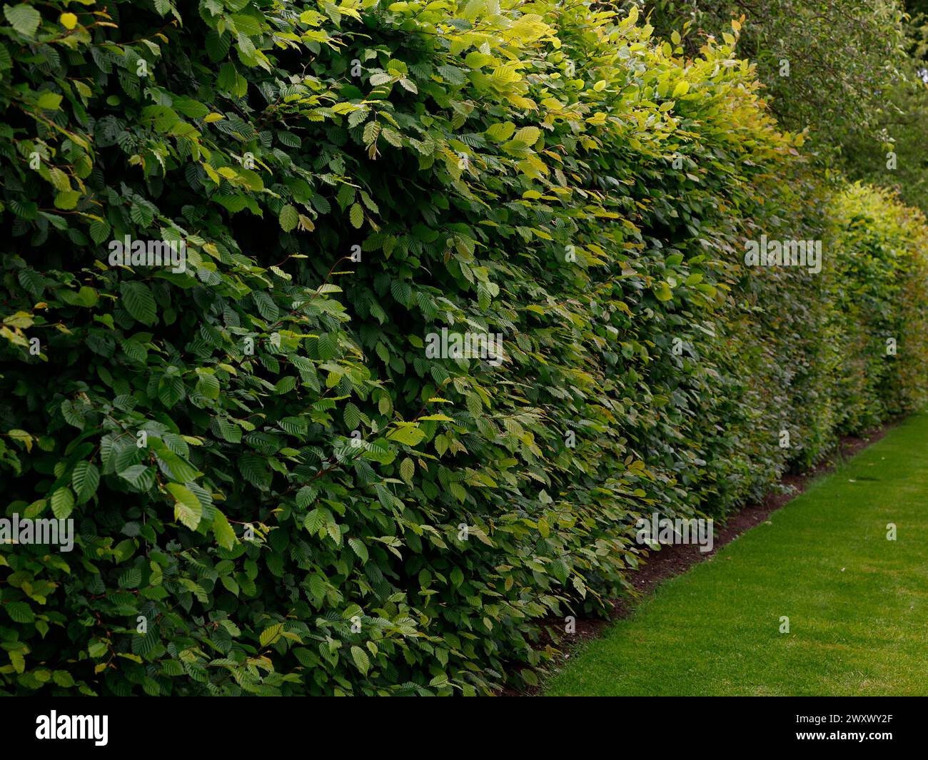 Hornbeam hedging hi-res stock photography and images - Alamy