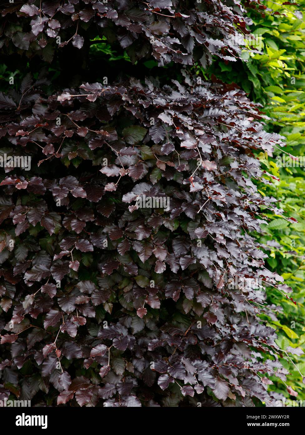 Fagus purpurea hedge hi-res stock photography and images - Alamy