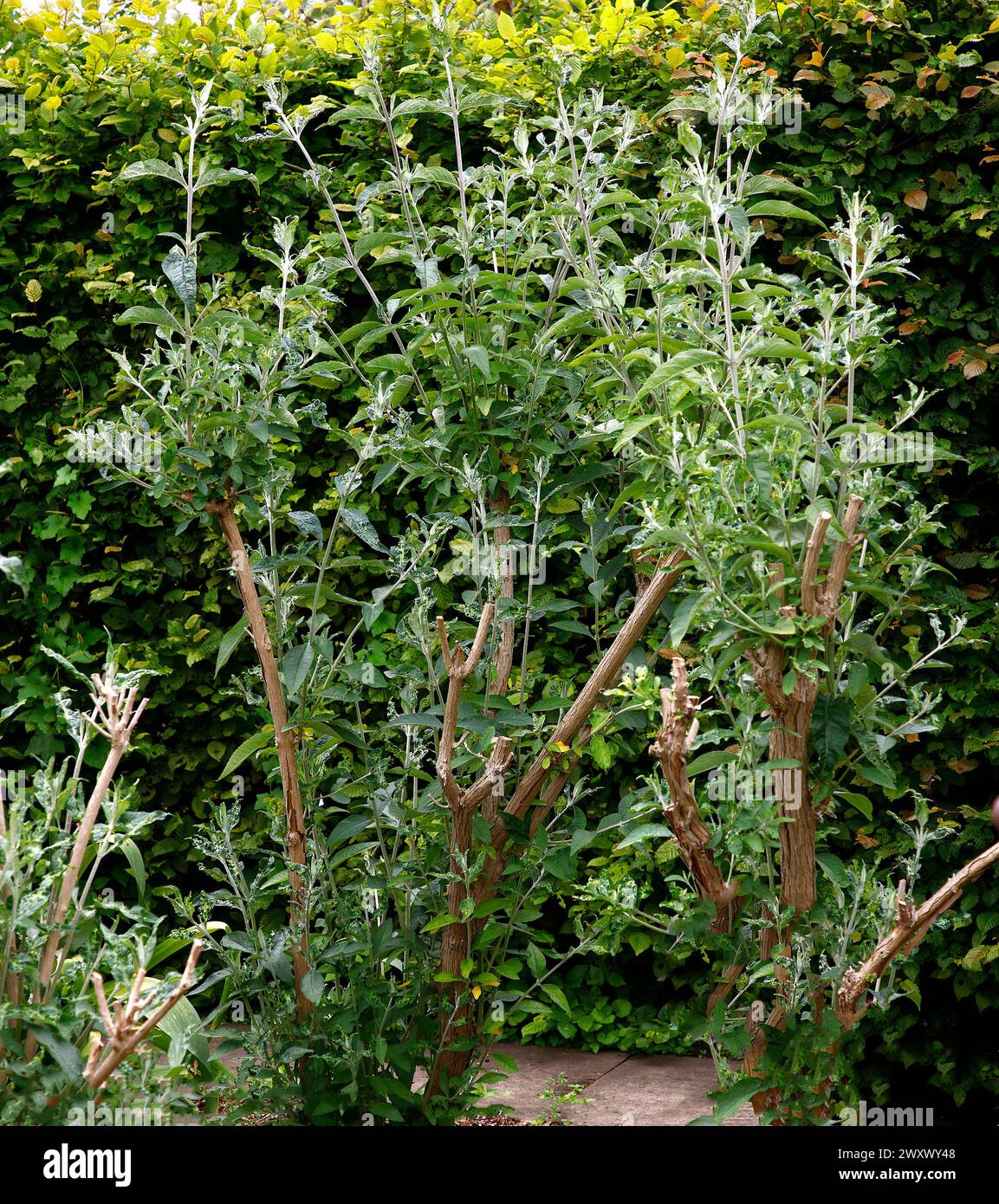 Closeup of the pruned garden shrub Buddleja davidii cut back hard Stock ...