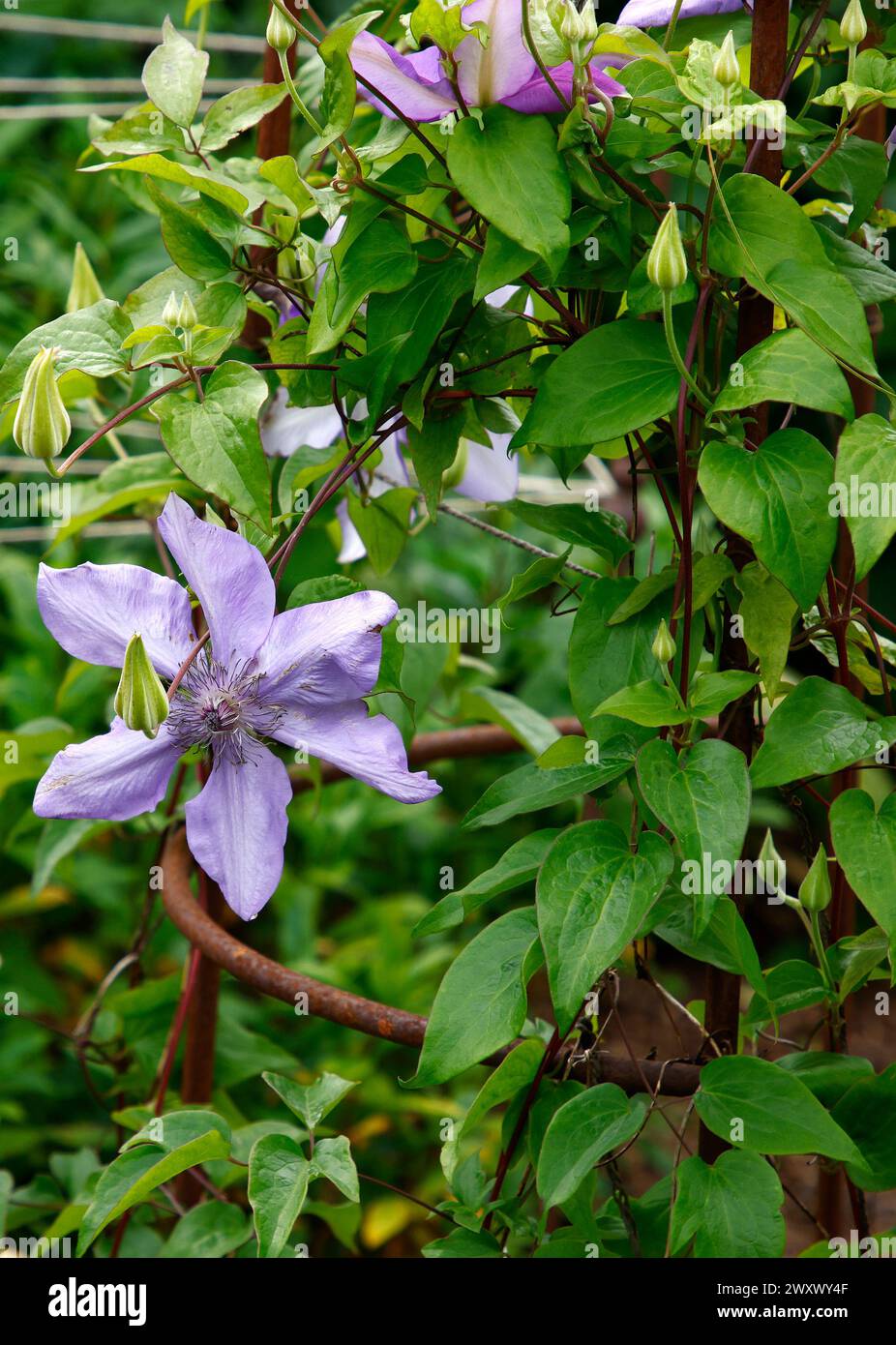 Closeup of the lilac blue flower of the climbing garden plant Clematis ...