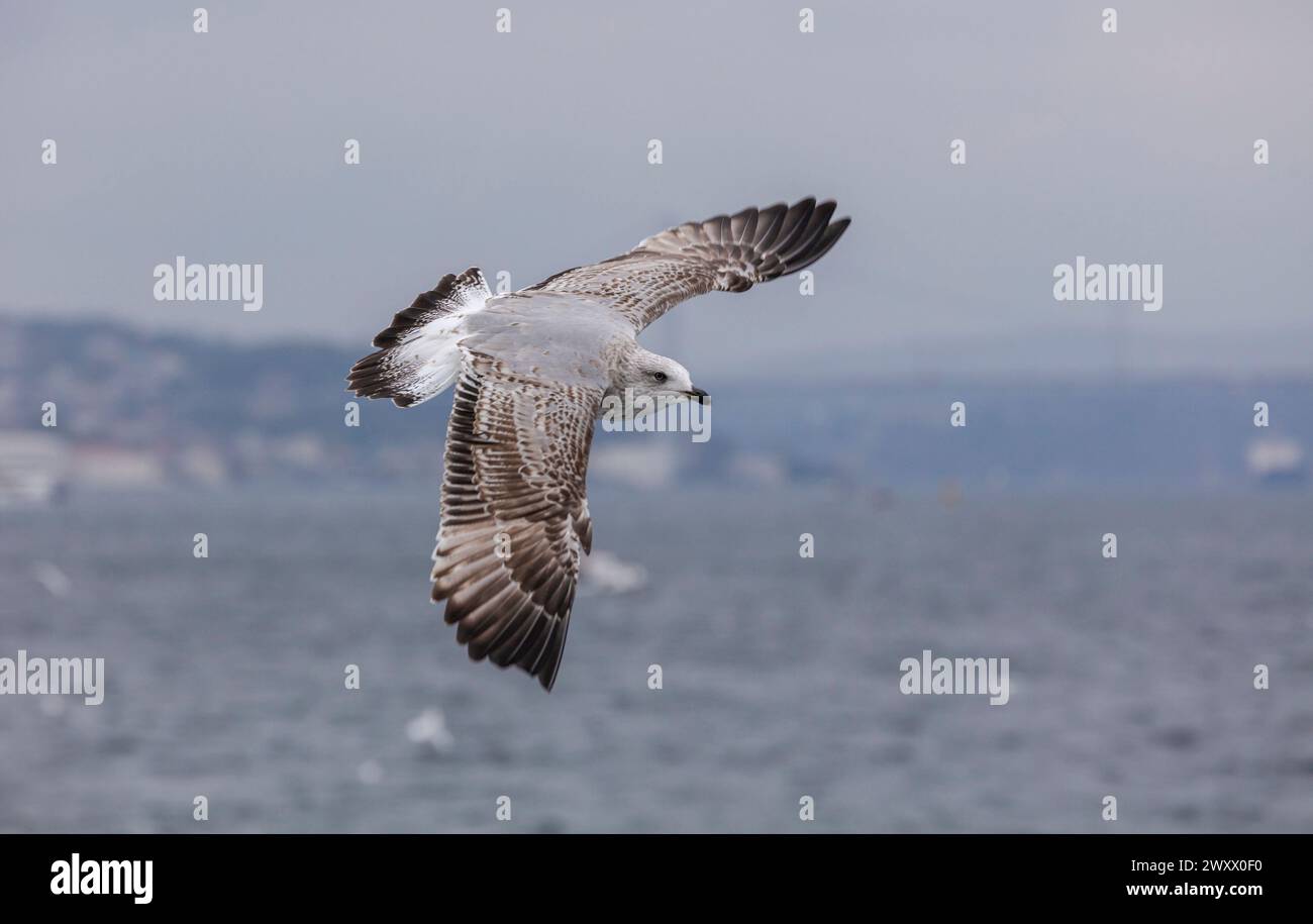 Nature of istanbul hi-res stock photography and images - Alamy