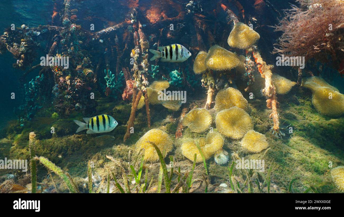 Marine life underwater in the mangrove roots with sea anemones and fish ...