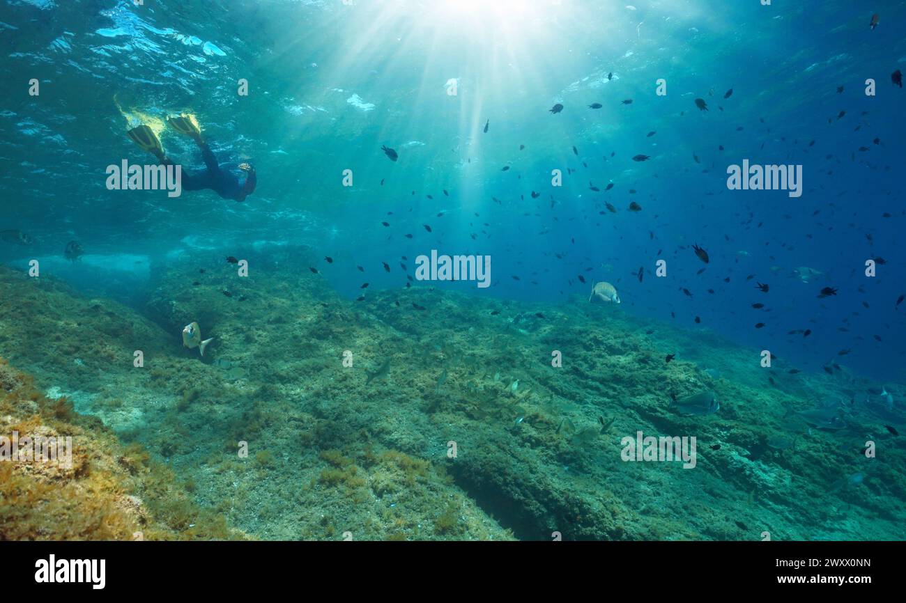 Snorkeling in the Mediterranean sea with fish shoal and sunlight ...