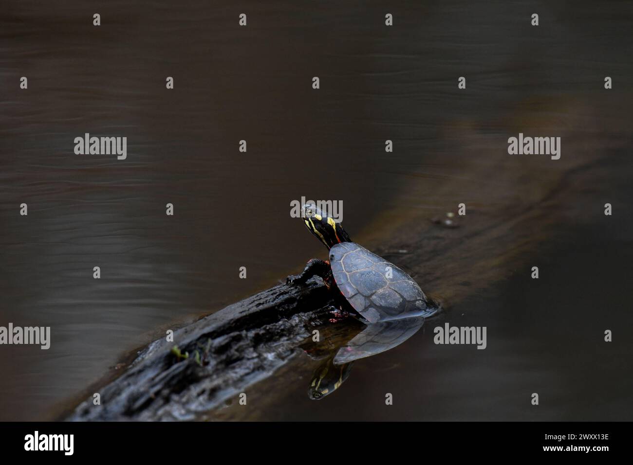 Stick float water hi-res stock photography and images - Alamy