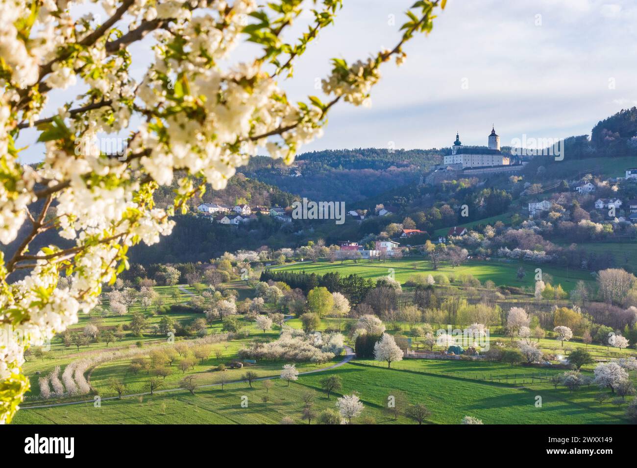 Forchtenstein: Forchtenstein Castle, cherry trees flowering, blossoming ...