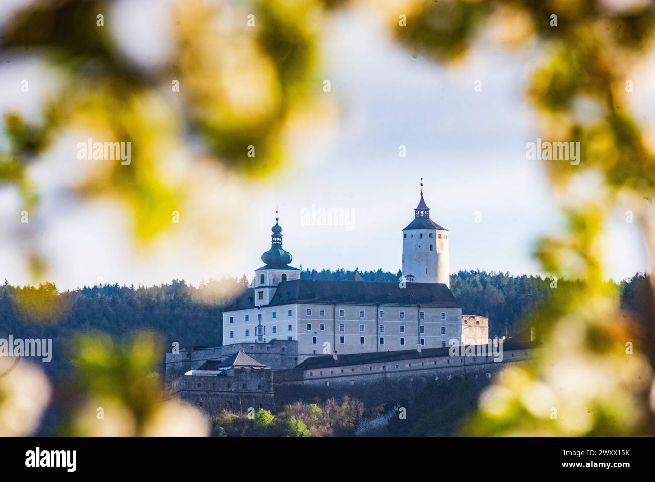 Forchtenstein: Forchtenstein Castle, cherry trees flowering, blossoming ...