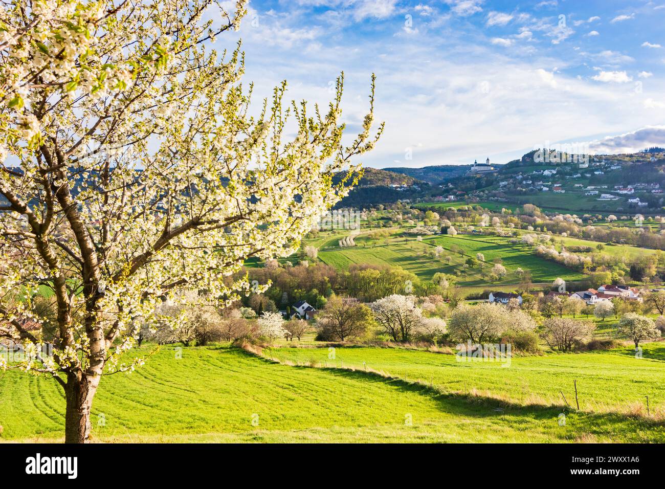 Forchtenstein: Forchtenstein Castle, cherry trees flowering, blossoming ...