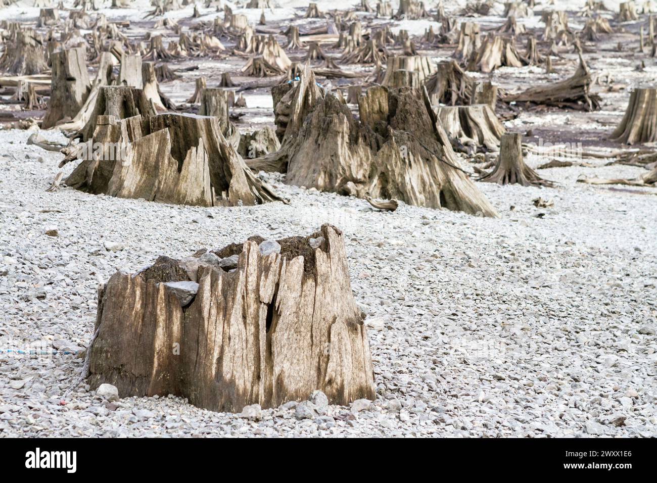 Tree stumps and gravel exposed at the dry end of a reservoir with a low ...