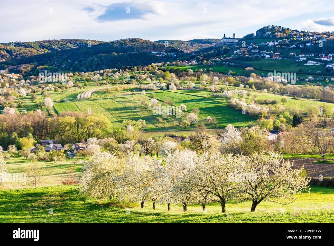 Forchtenstein: Forchtenstein Castle, cherry trees flowering, blossoming ...