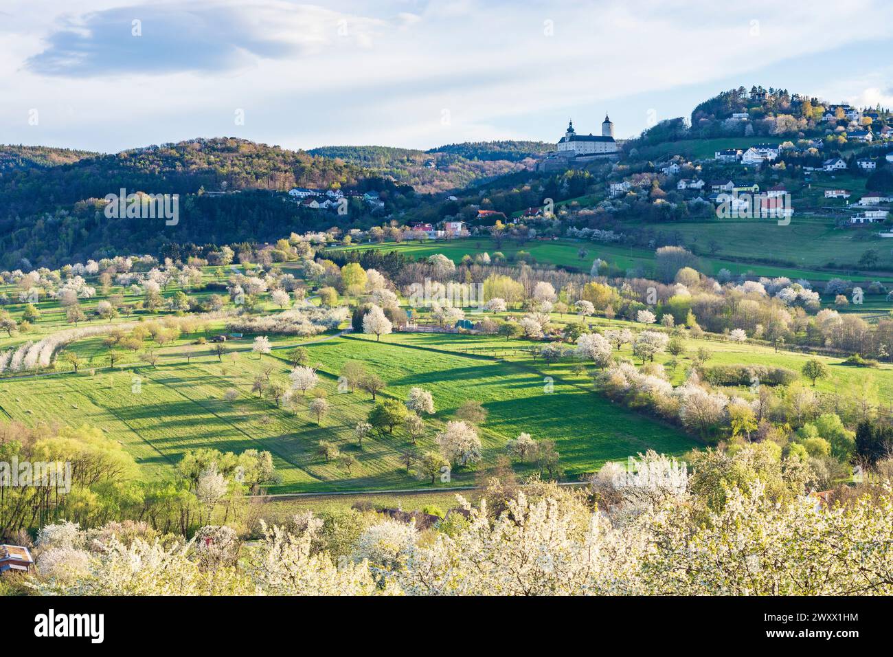 Forchtenstein: Forchtenstein Castle, cherry trees flowering, blossoming ...