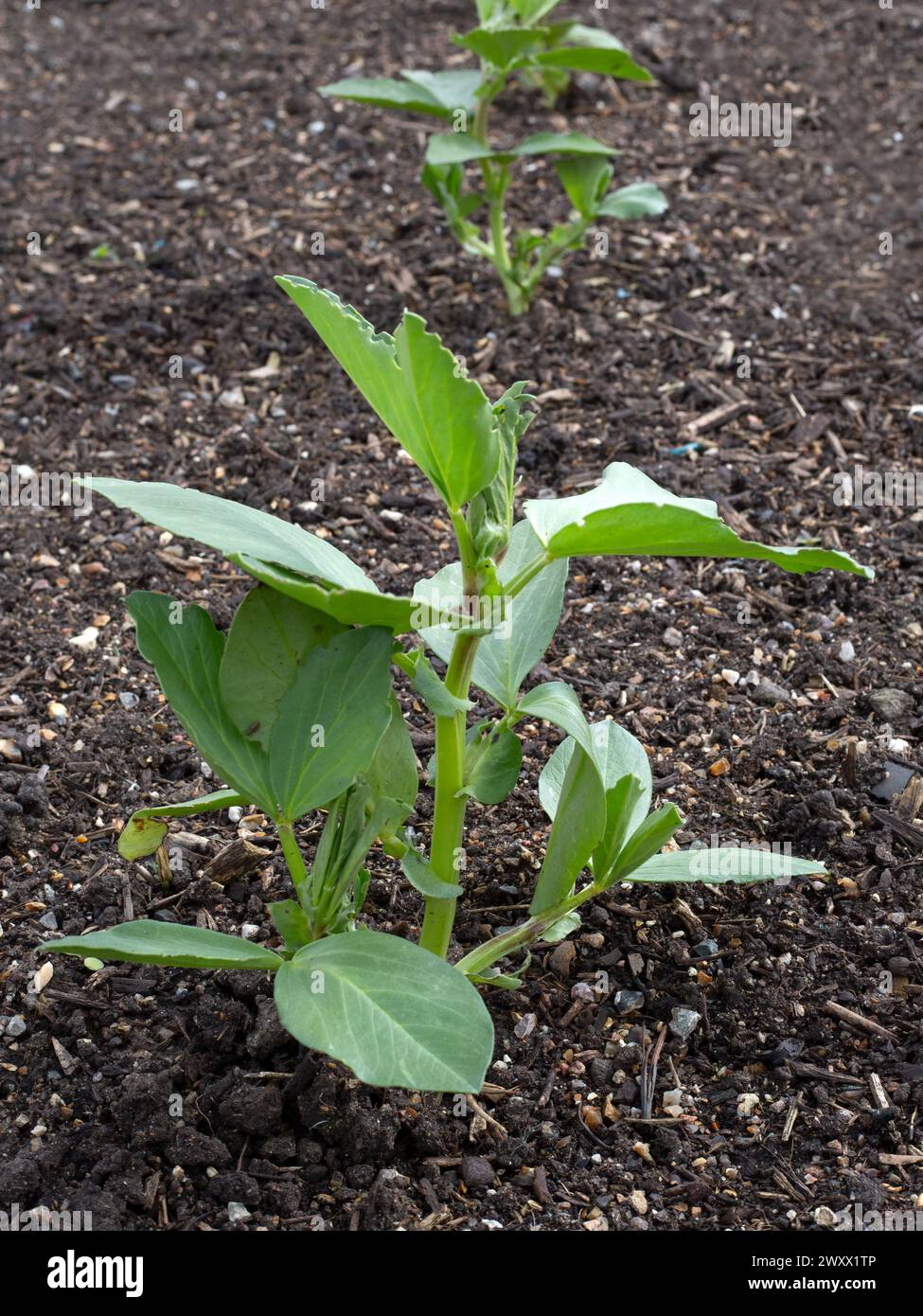 Closeup of a young Broad Bean plant in a vegetable garden Stock Photo ...