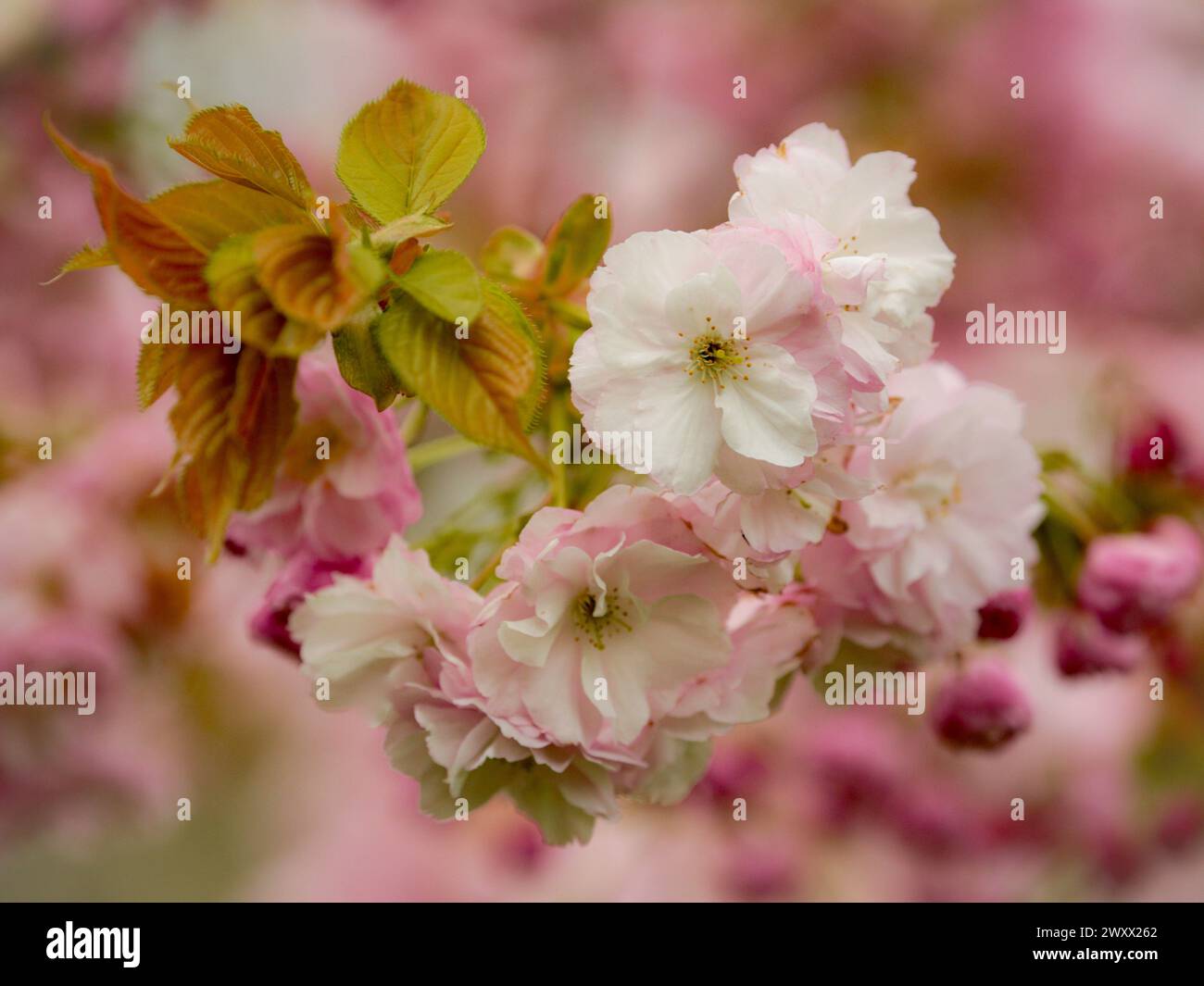 Spring Cherry Blossom Stock Photo - Alamy