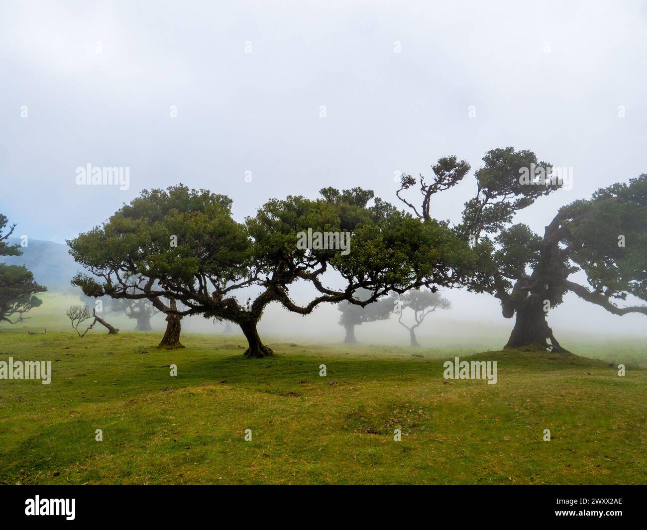 In the laurel forest Laurisilva, also known as the fairy garden on ...