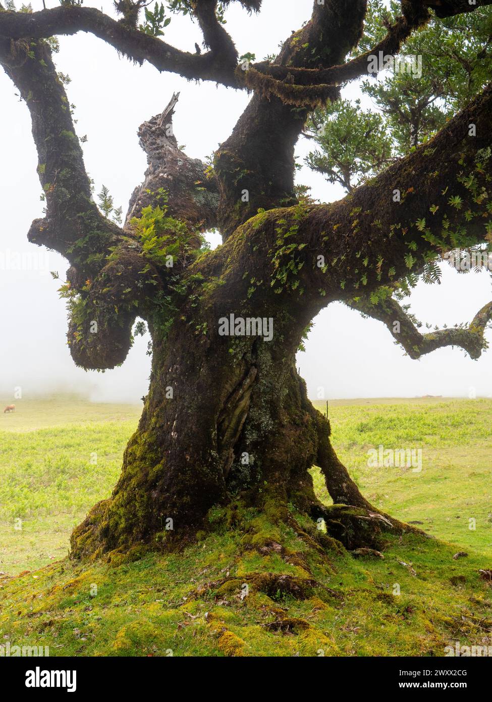 In the laurel forest Laurisilva, also known as the fairy garden on ...