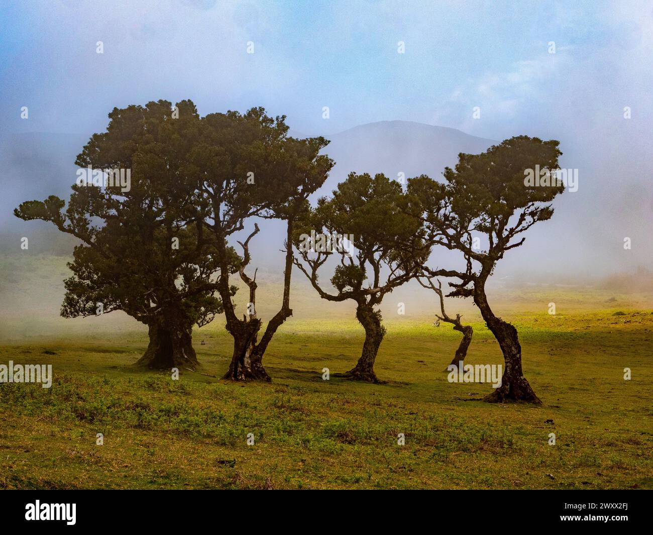 In the laurel forest Laurisilva, also known as the fairy garden on ...