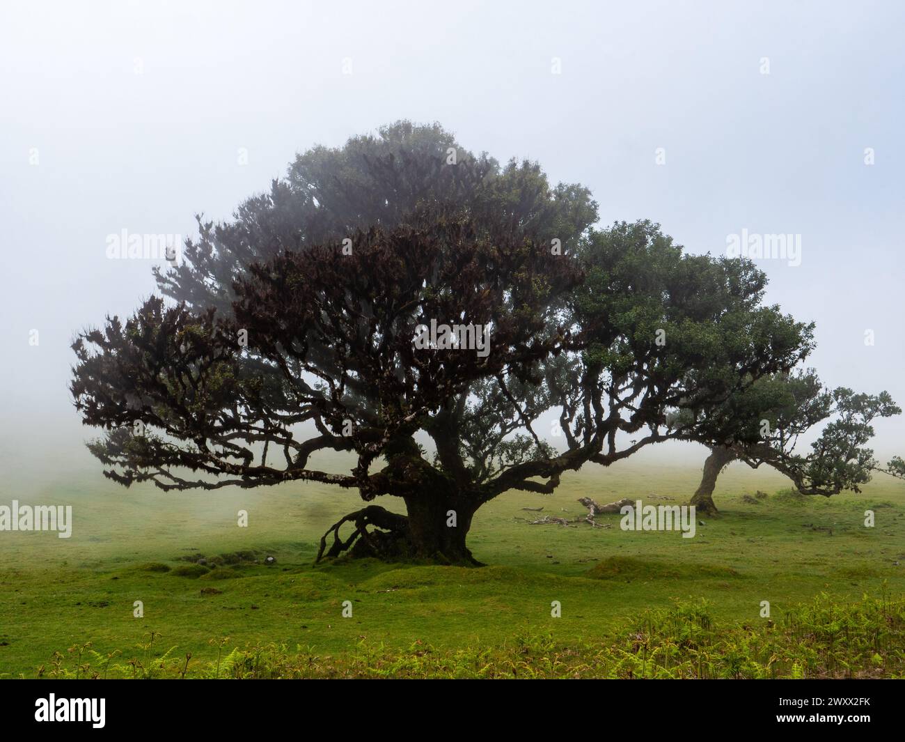 In the laurel forest Laurisilva, also known as the fairy garden on ...