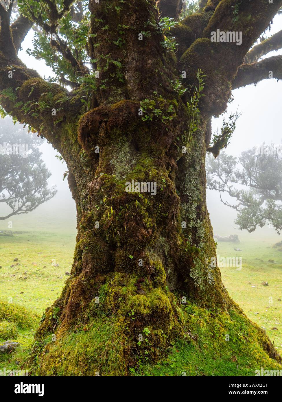 In the laurel forest Laurisilva, also known as the fairy garden on ...