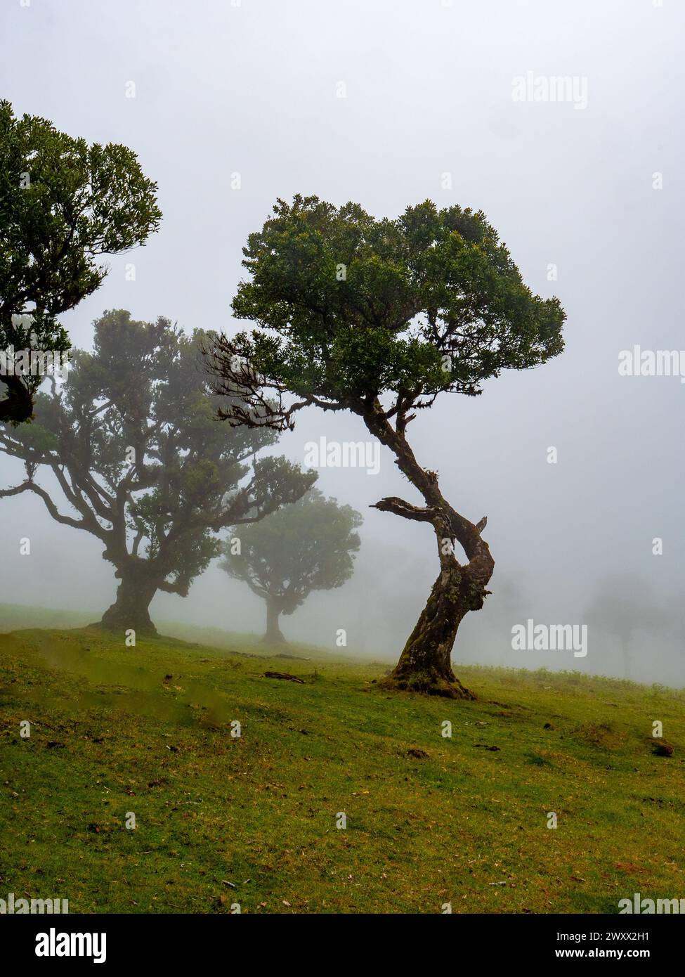 In the laurel forest Laurisilva, also known as the fairy garden on ...
