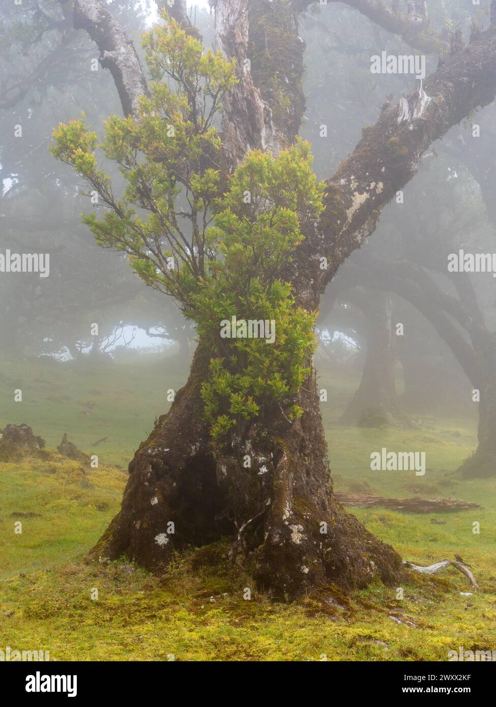 Azorean garden scenery hi-res stock photography and images - Alamy