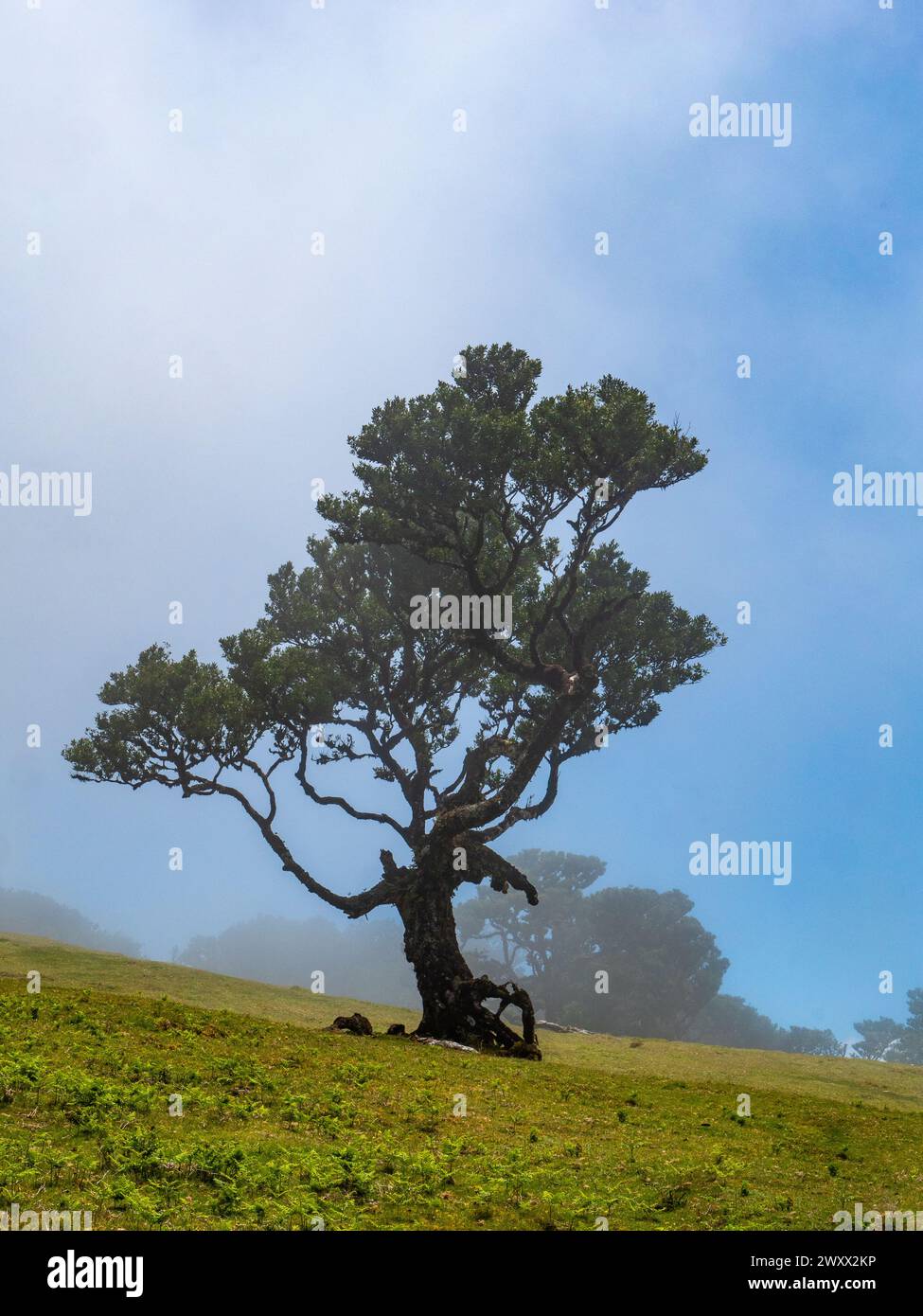 In the laurel forest Laurisilva, also known as the fairy garden on ...