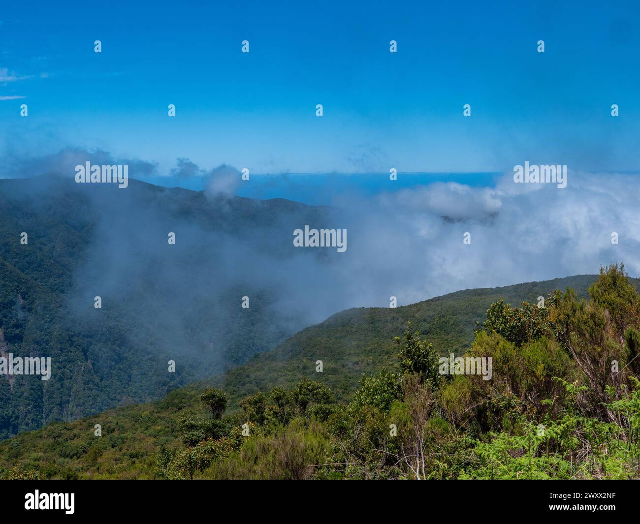 In the laurel forest Laurisilva, also known as the fairy garden on ...
