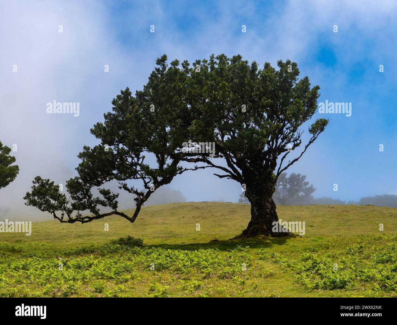 In the laurel forest Laurisilva, also known as the fairy garden on ...
