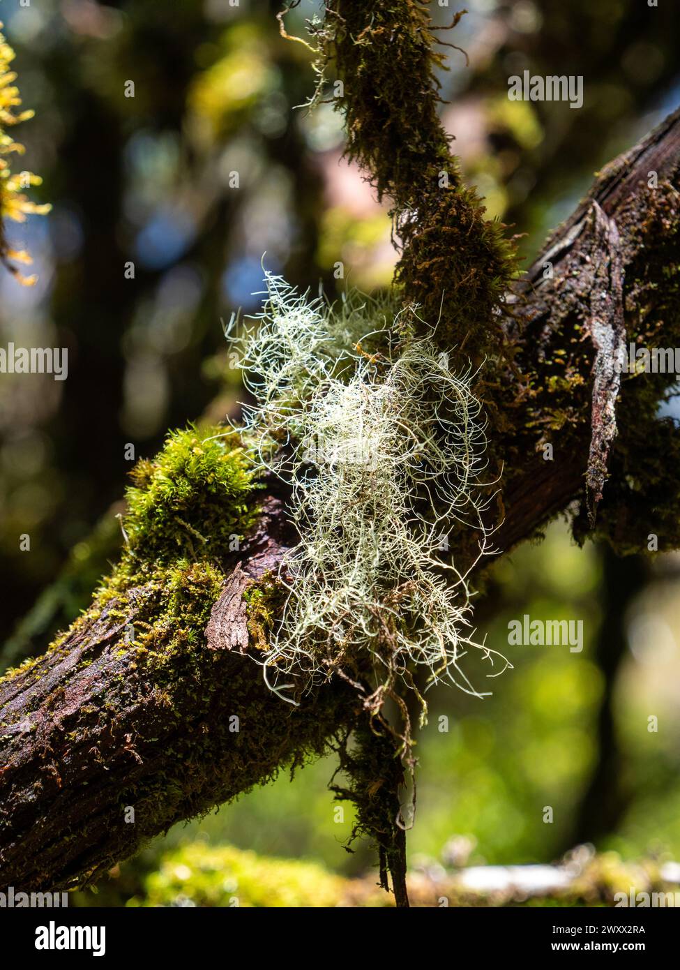 In the laurel forest Laurisilva, also known as the fairy garden on ...