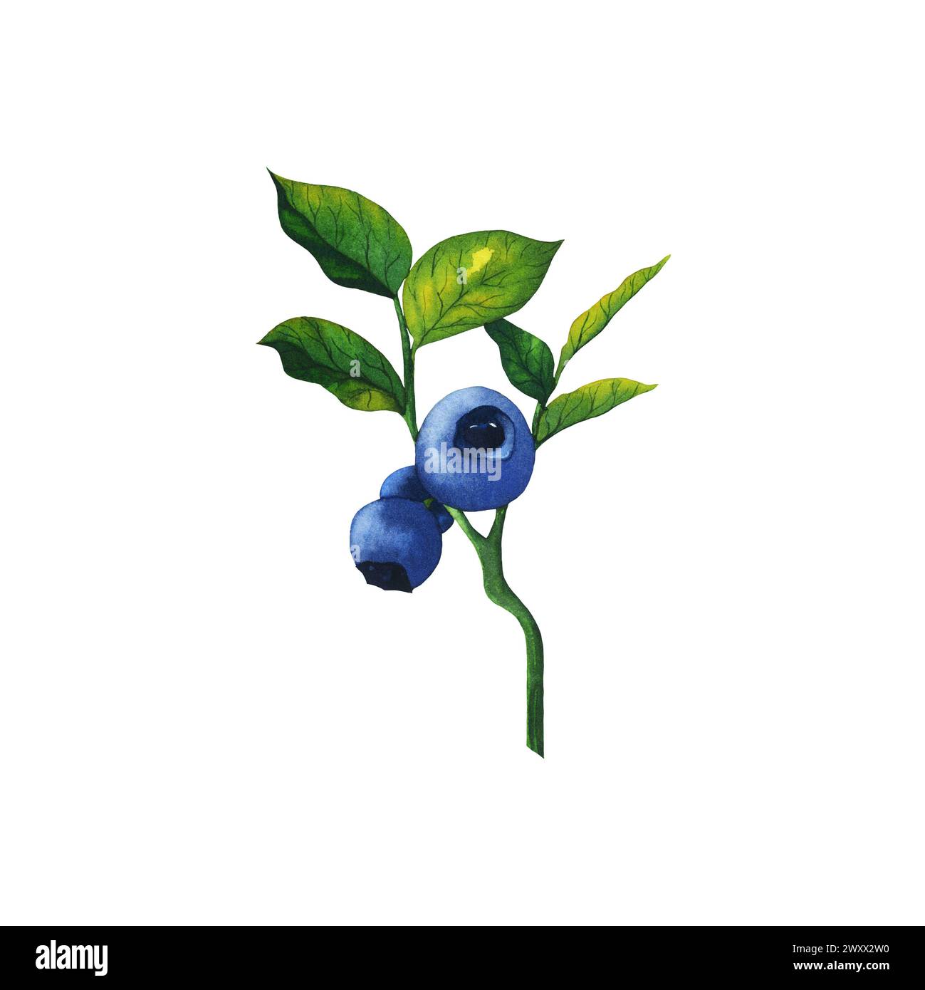 Watercolor blueberry branch with leaves and berries. Hand drawn ...