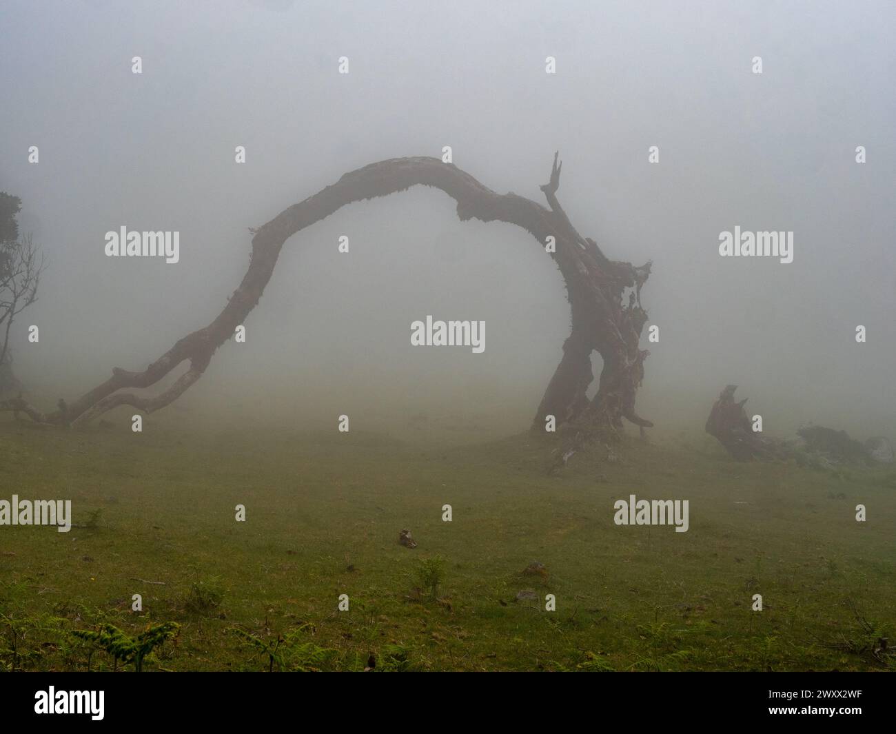 Laurel tree garden hi-res stock photography and images - Alamy