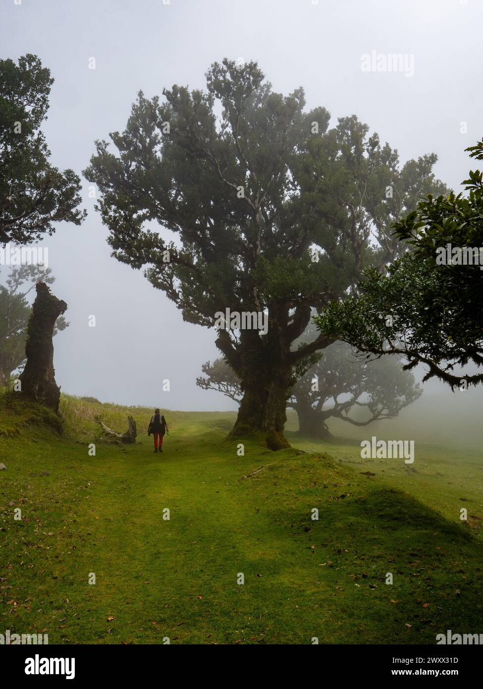 In the laurel forest Laurisilva, also known as the fairy garden on ...