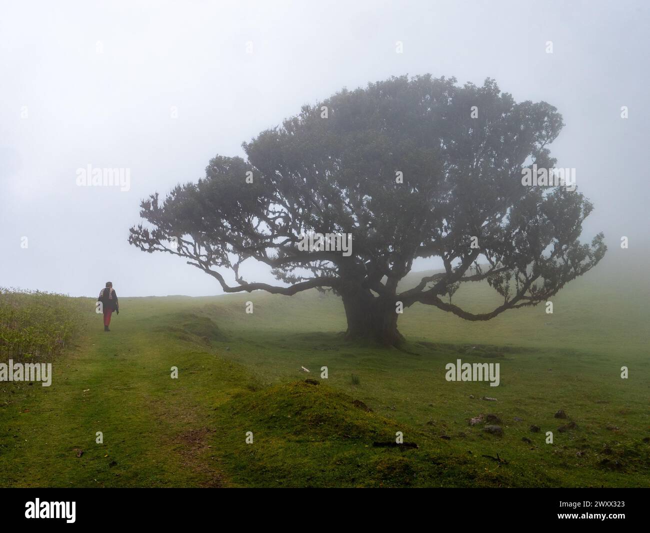 In the laurel forest Laurisilva, also known as the fairy garden on ...