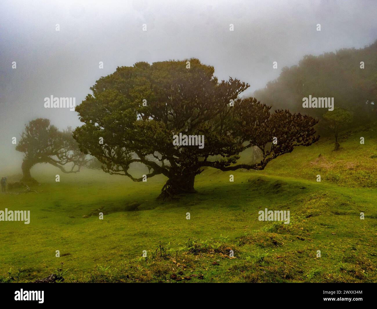 In the laurel forest Laurisilva, also known as the fairy garden on ...