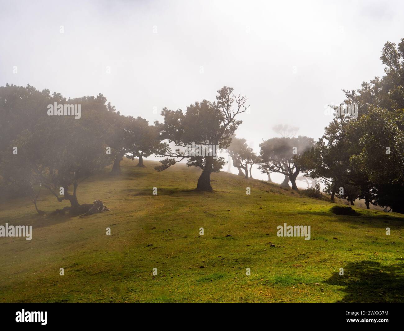 In the laurel forest Laurisilva, also known as the fairy garden on ...