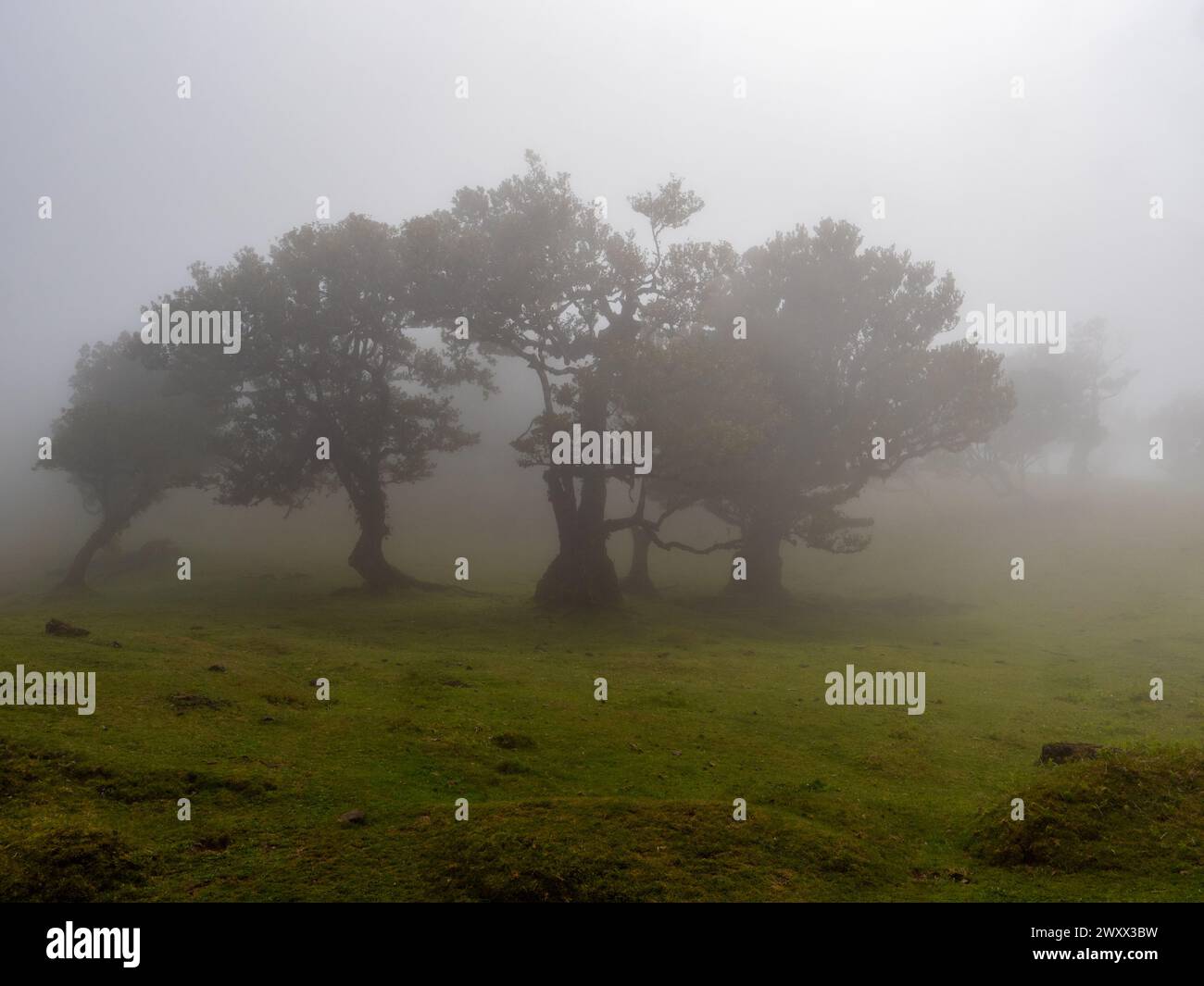 In the laurel forest Laurisilva, also known as the fairy garden on ...