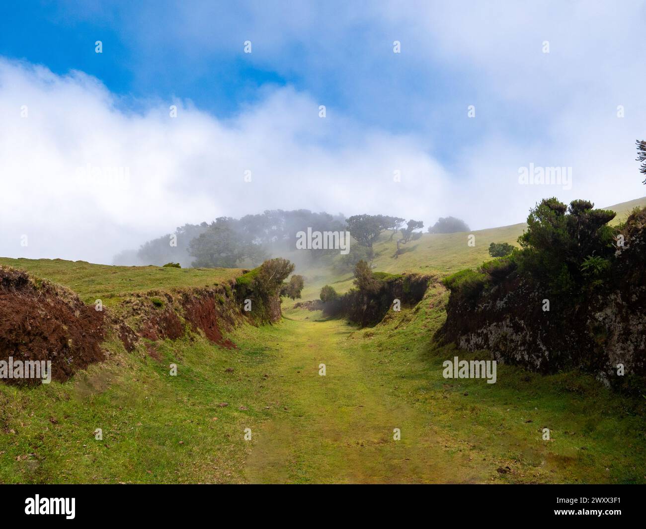 In the laurel forest Laurisilva, also known as the fairy garden on ...
