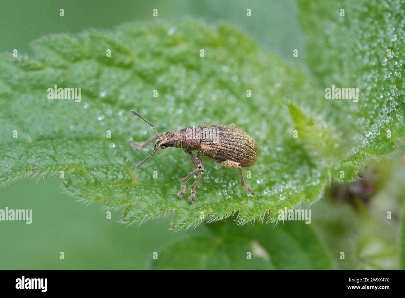 Natural closeup on a broad-nosed weevil beetle, Polydrusus cervinus ...