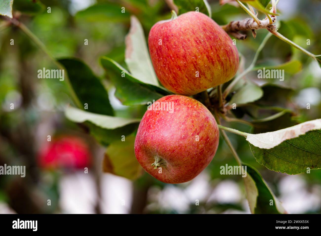 Couple picking apple orchard hi-res stock photography and images - Alamy