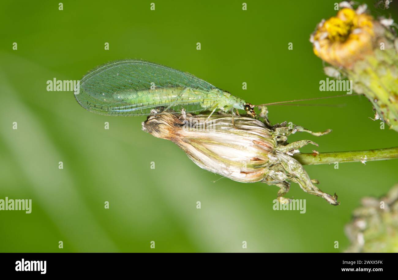 Beneficial fauna hi-res stock photography and images - Alamy