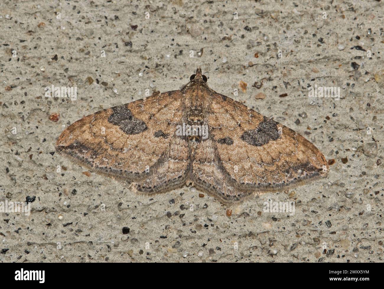 The Gem Moth (Orthonama obstipata) male dorsal view on a wall, pest ...
