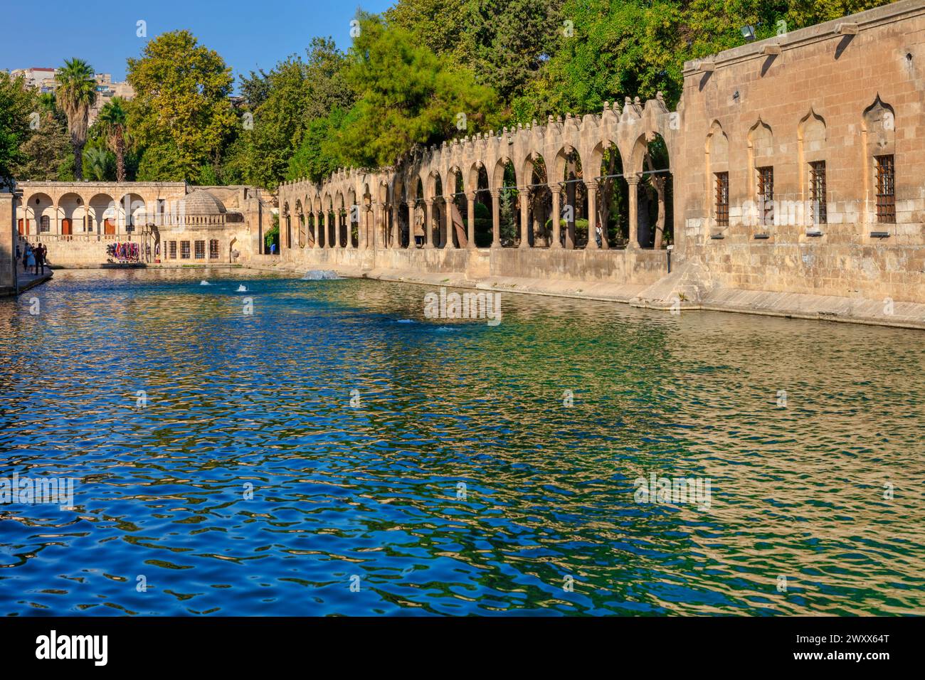 Pool urfa fish hi-res stock photography and images - Alamy