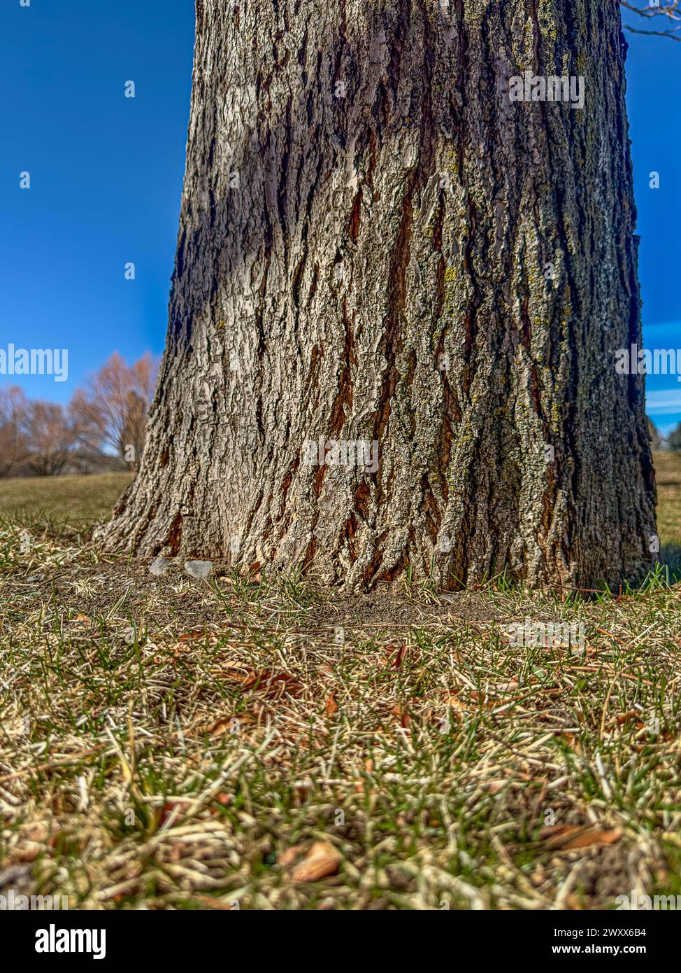 Closeup shows tree trunk at ground level & new spring grass. The tree ...