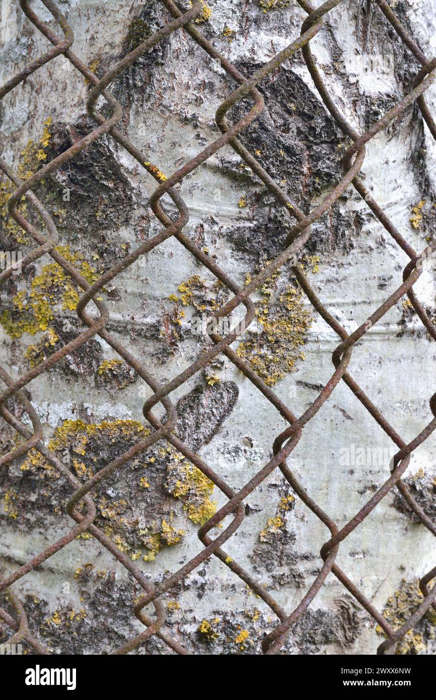 Old aged weathered round rusty chain link tree guard fence, aspen bark ...