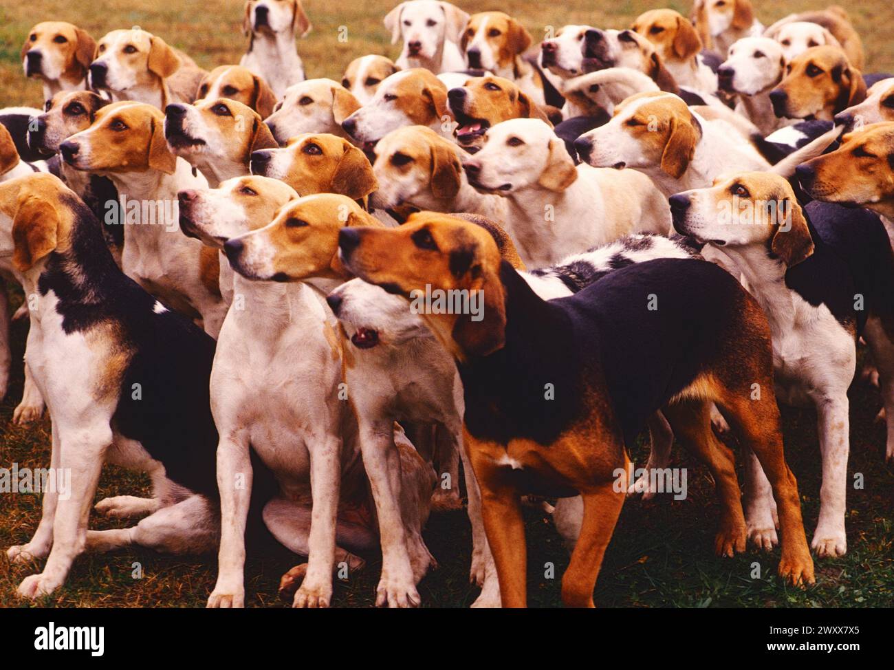 Trained foxhounds hi-res stock photography and images - Alamy