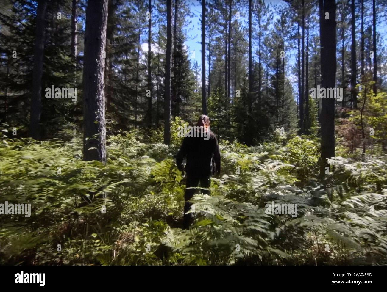 IN A VIOLENT NATURE, Ry Barrett, 2024. © IFC Films / Courtesy Everett ...