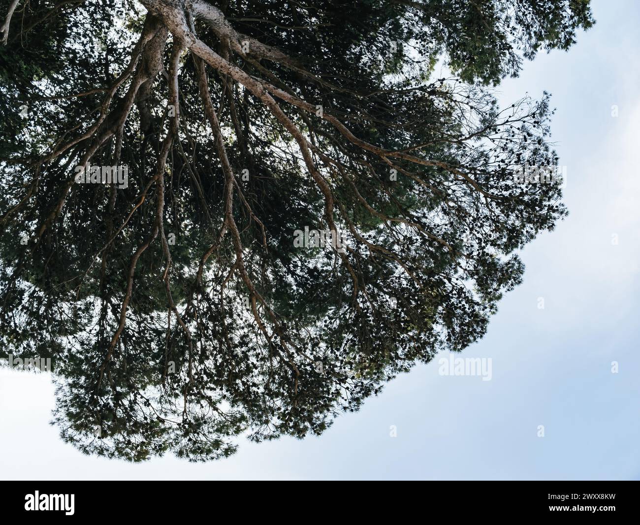 A view from below looking up at the towering tops of tall trees in a ...