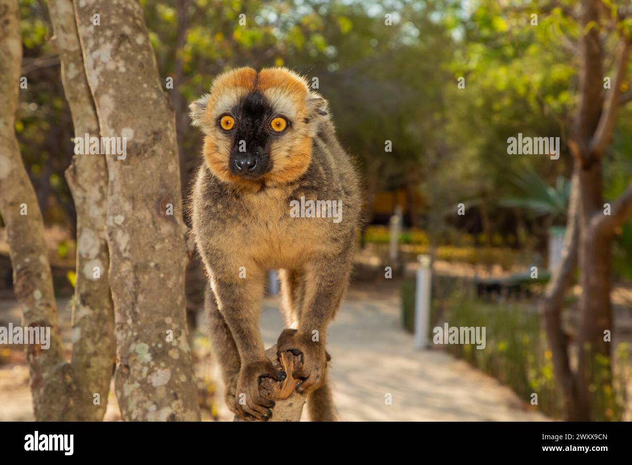 Red-bellied Lemur - Eulemur rubriventer, rain forest Madagascar east ...